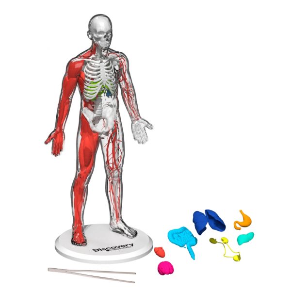 3D Human Anatomy – Science Kits SG