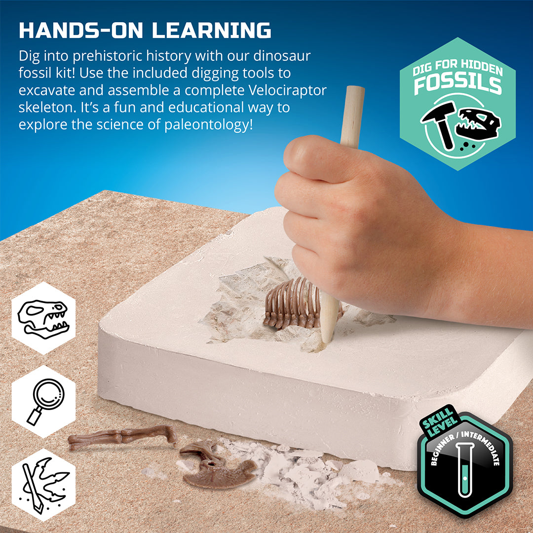 Dinosaur Fossil Dig (Velociraptor Excavation Kit) – Science Kits SG
